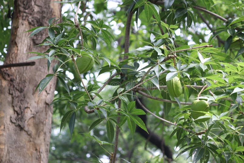 Pods Hanging from a Tree on the Tree is a Beautiful Landscape Which is ...