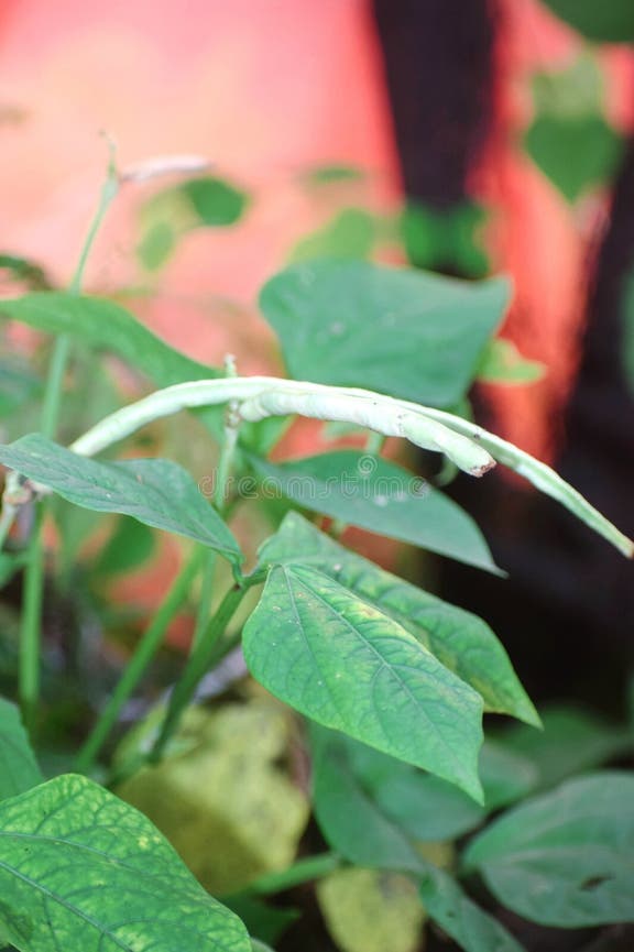 Pods stock image. Image of shrub, tree, green, insect - 333395097
