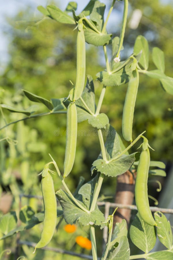 Pods of Peas on a Stalk in the Garden Stock Image - Image of gardener ...