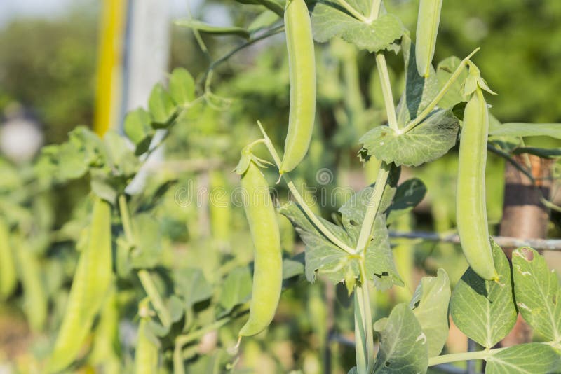 Pods of Peas on a Stalk in the Garden Stock Photo - Image of farming ...