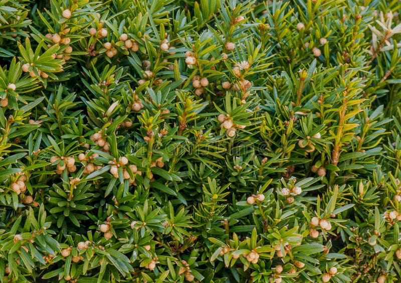 Pollen Pods stock image. Image of environment, closeup - 30259451