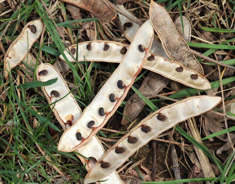 Pods of Robinia Pseudoacacia with Seeds Stock Photo - Image of locust ...