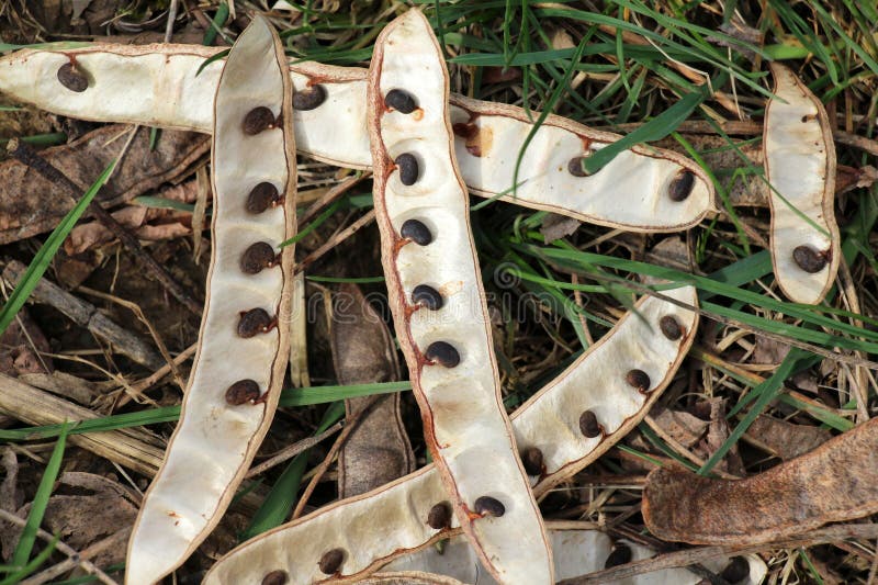 Pods of Robinia Pseudoacacia with Seeds Stock Photo - Image of locust ...