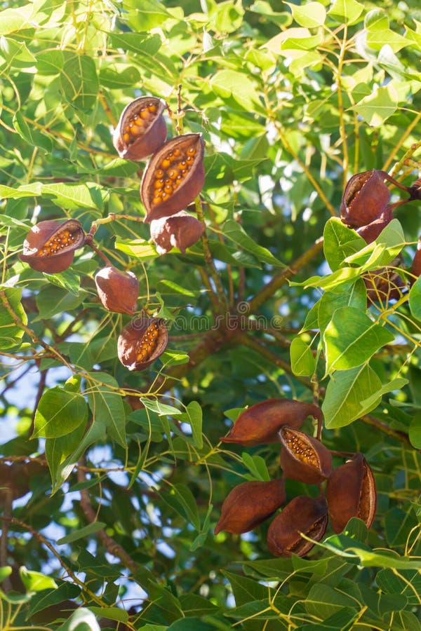 Pods with Seeds on the Branches of a Brachychiton Tree Stock Photo ...
