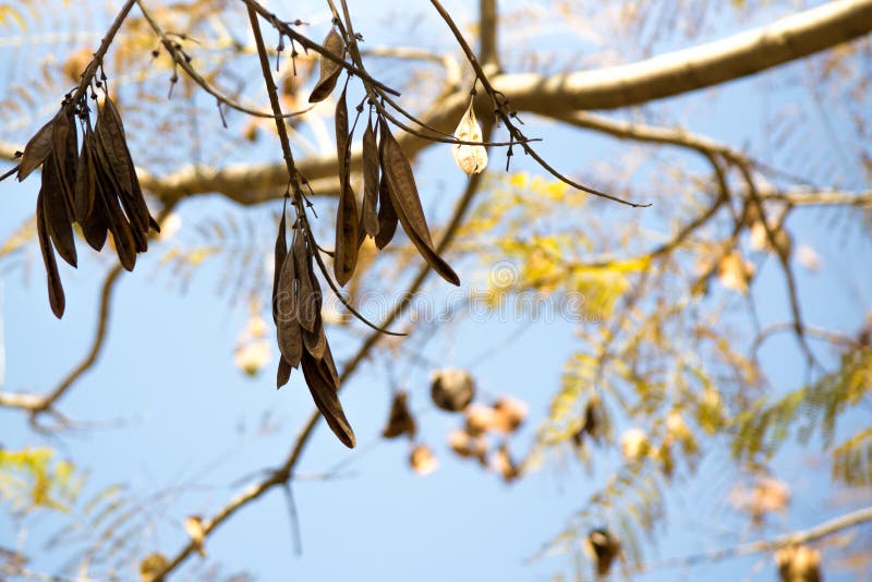 Pods in a tree stock photo. Image of blue, branch, tree - 154735850