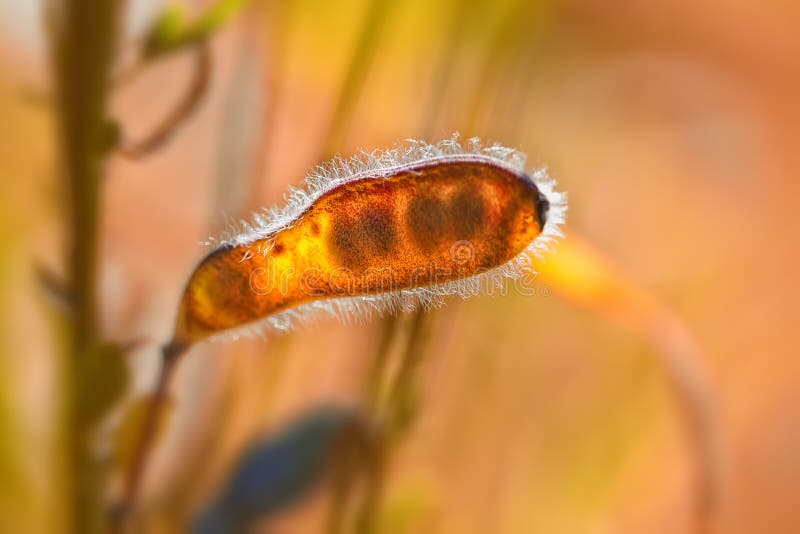 Pods of Vetch - Vicia - Macro Stock Photo - Image of detail, flower ...