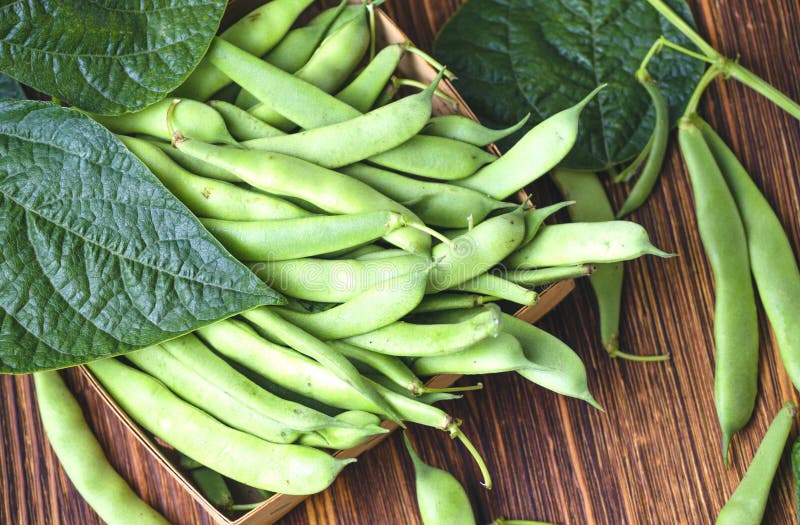 Pods of Young, Fresh, Green Asparagus Beans Stock Image - Image of long ...