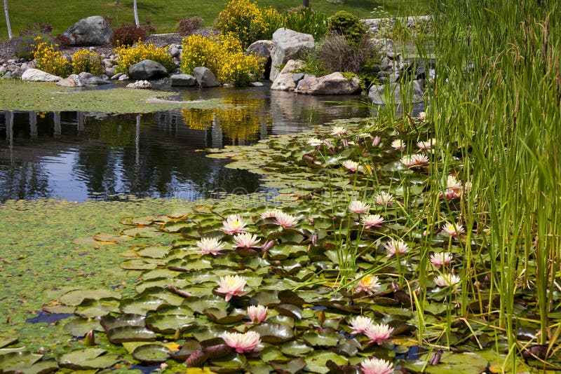 Stary Staw Z Kwiatami Lilii Wodnej I Odbiciami Drzewa Zielonego W ...