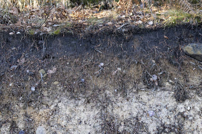 Podzolic Soil Layer Formed Under Coniferous Forest Stock Image - Image ...