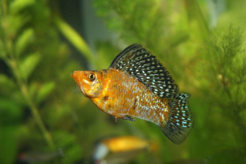 Poecilia velifera stock photo. Image of velifera, sail - 8281498