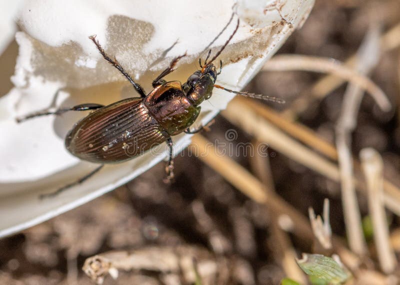 Poecilus Cupreus Beetle Crawls on a Broken Goose Egg Stock Image ...