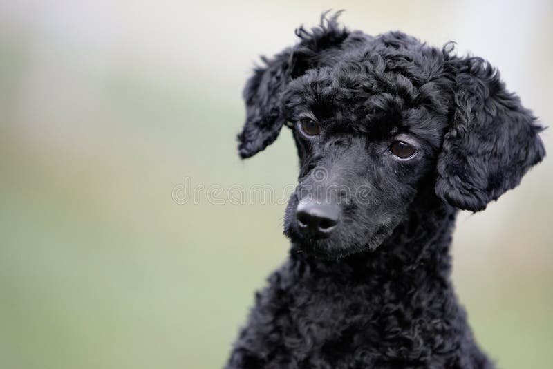 Poedel stock foto. Image of nave, krul, poedel, dier - 12256276