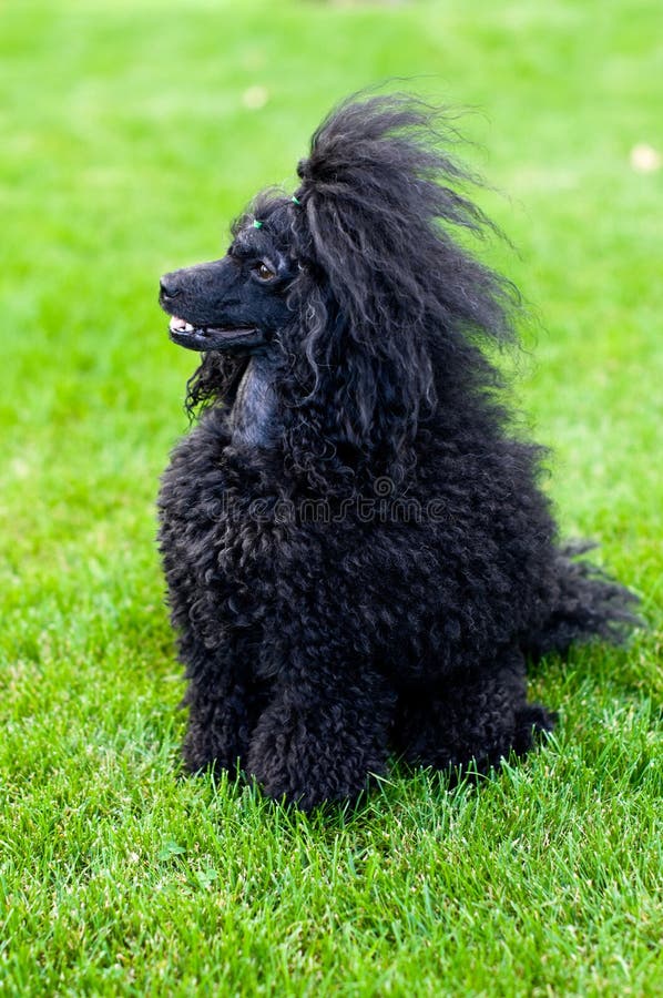 Poedel stock afbeelding. Image of hond, skandinavisch - 12563699