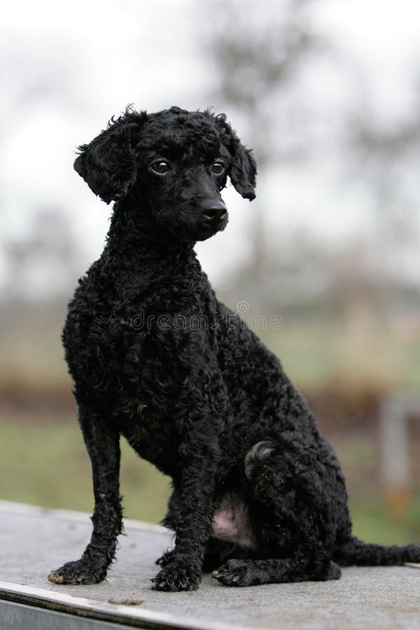 Zwarte poedel stock foto. Image of naughty, gelukkig - 12848124
