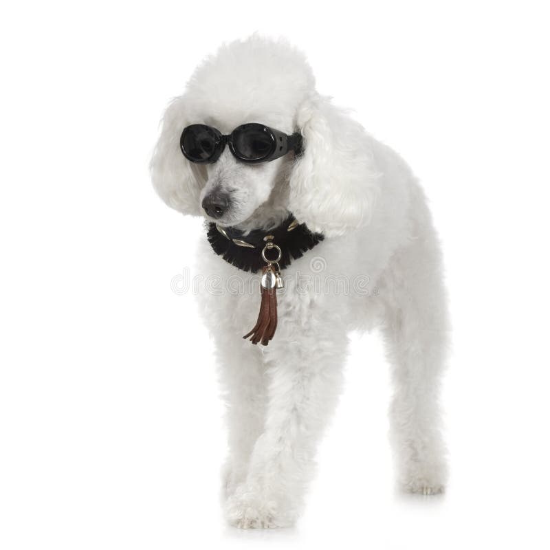 Koningspoedel stock foto. Image of dier, sluit, uitdrukking - 3433752