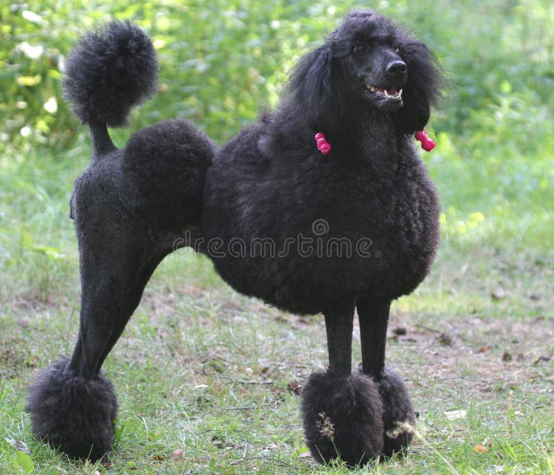 Poedel stock afbeelding. Image of vriend, zuiver, kruid - 389155