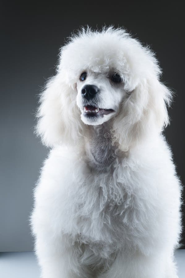 Witte StandaardPoedel stock foto. Image of pluizig, grootte - 52456134