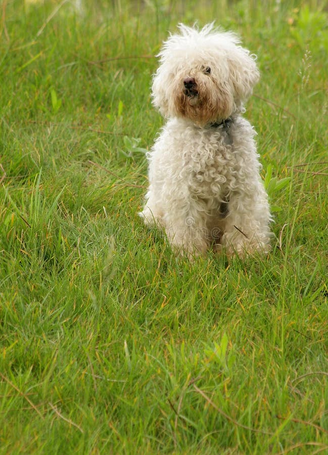 Poedel stock foto. Image of hond, honds, vriend, poedel - 5950754