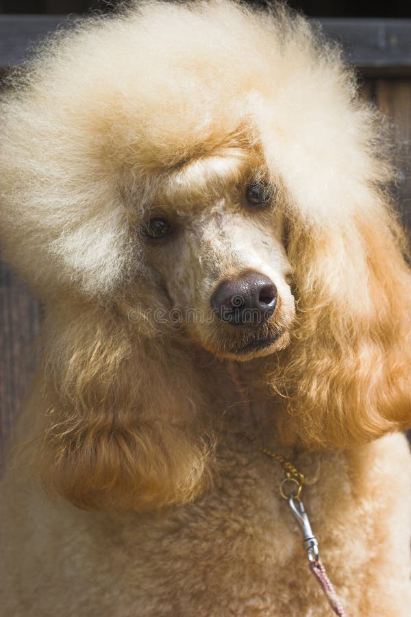 Poedel stock afbeelding. Image of charmant, leuk, zoet - 730967