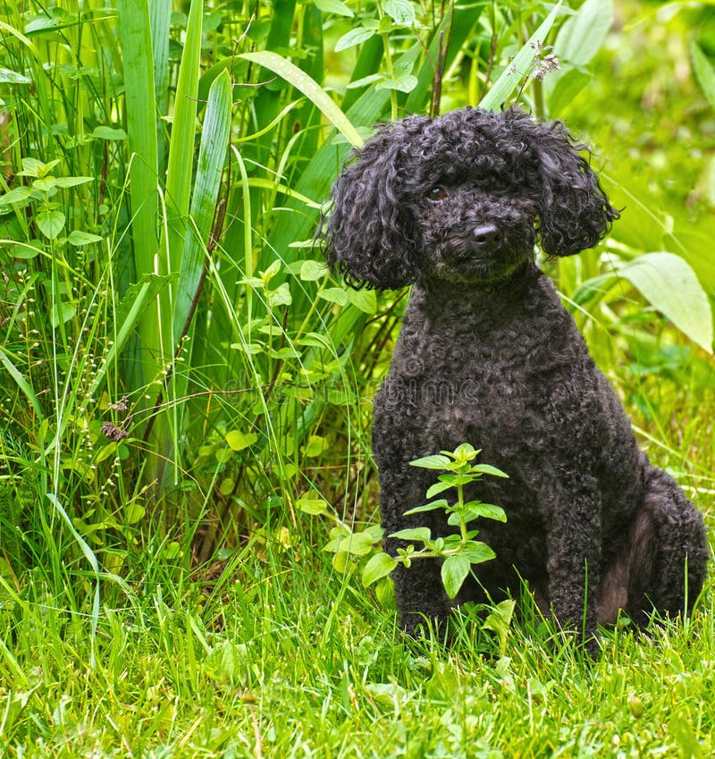 De Mannelijke Poedel Die Plast Op Boomboomstam Aan Tekengrondgebied ...