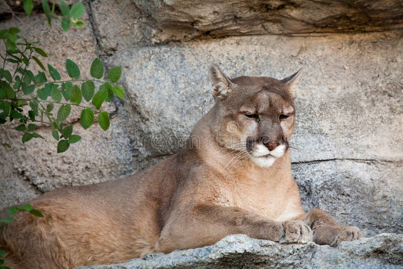 Puma springt stock afbeelding. Image of springen, volwassen - 4074459