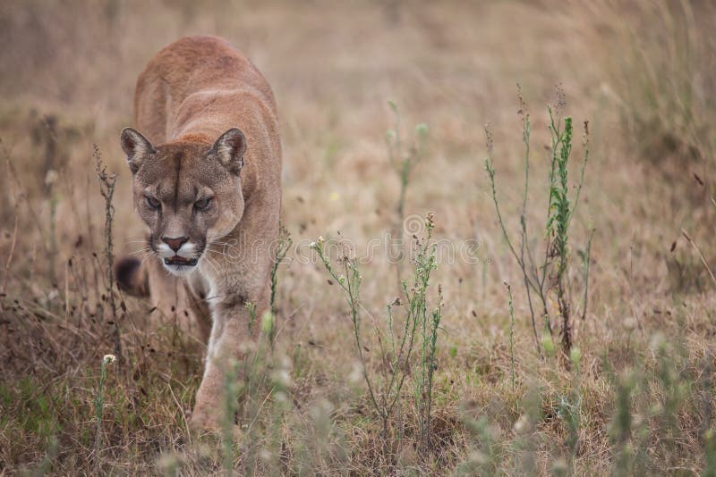 Puma stock afbeelding. Image of hevig, afrikaans, flora - 25949757