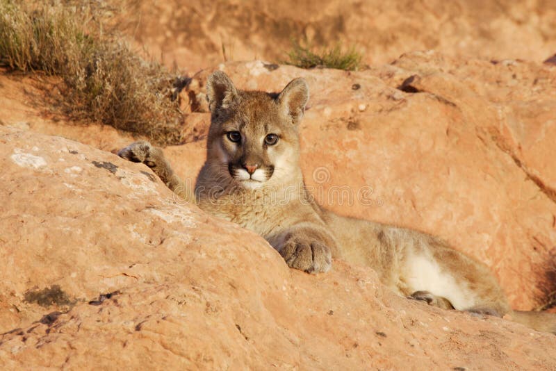Het Springen van de poema stock afbeelding. Image of springen - 4074459