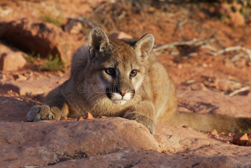 Het Springen van de poema stock afbeelding. Image of springen - 4074459