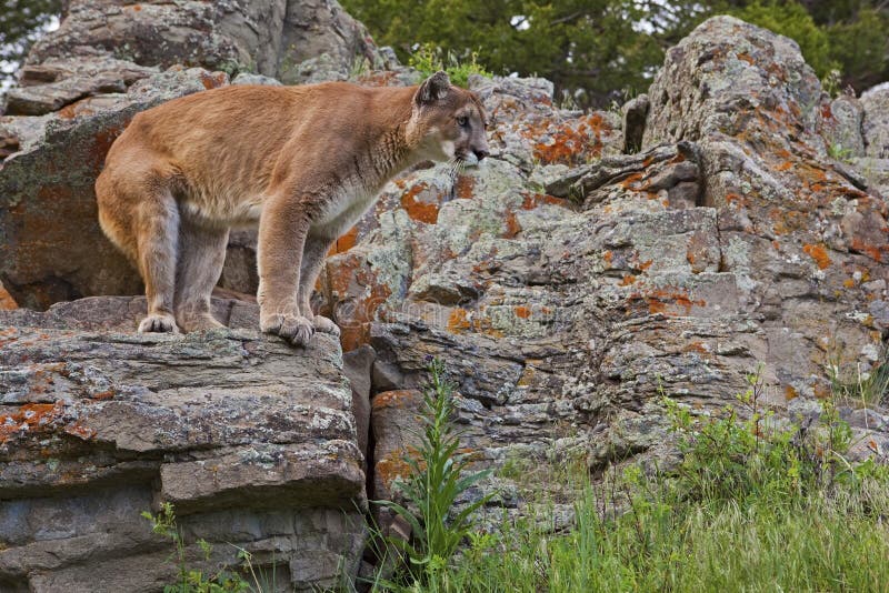 Poema bij het outcropping stock afbeelding. Image of steen - 27369345
