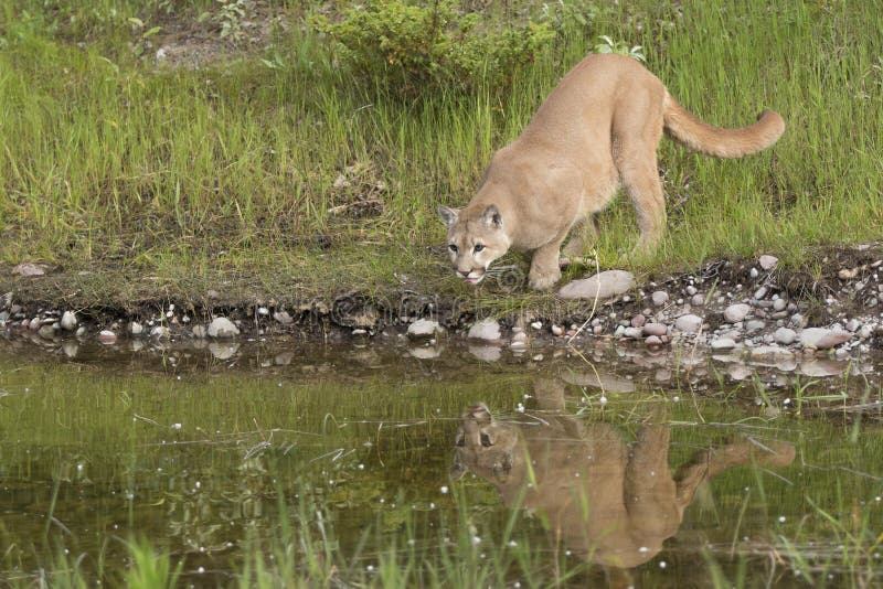 Bergleeuw aan de waterkant stock foto. Image of springen - 73877160