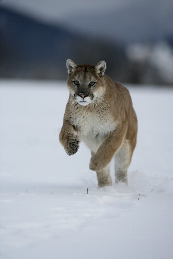 Puma of Bergleeuw, Puma Concolor Stock Afbeelding - Image of dier ...