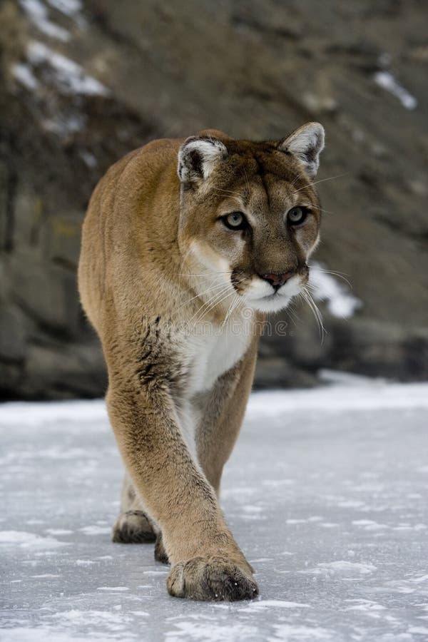 Poema of Poema, Poemaconcolor Stock Foto - Image of wild, poema: 34861916