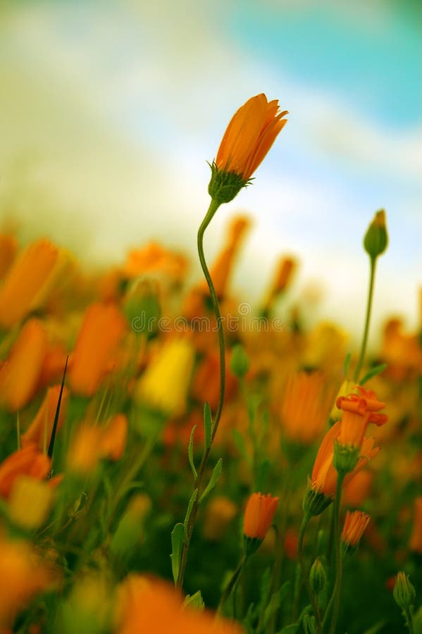 Poetic Flower stock image. Image of landscape, blue, emotional - 71389