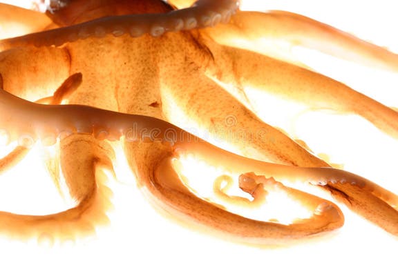 115 Octopus Skin Texture Micropscope Stock Photos - Free & Royalty-Free ...