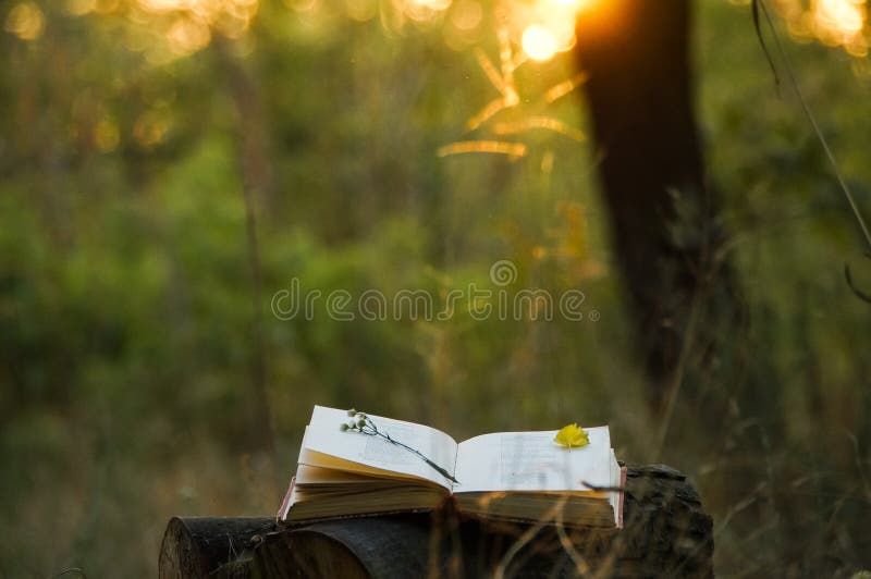 Poetry book under tree stock image. Image of poesy, summer - 78316985
