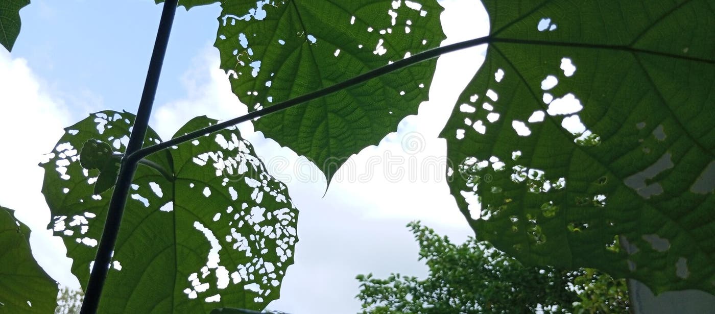 3,297 Poetry Texture Stock Photos - Free & Royalty-Free Stock Photos ...