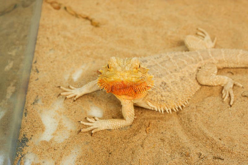 Pogona or Bearded dragon stock image. Image of natural - 101478841
