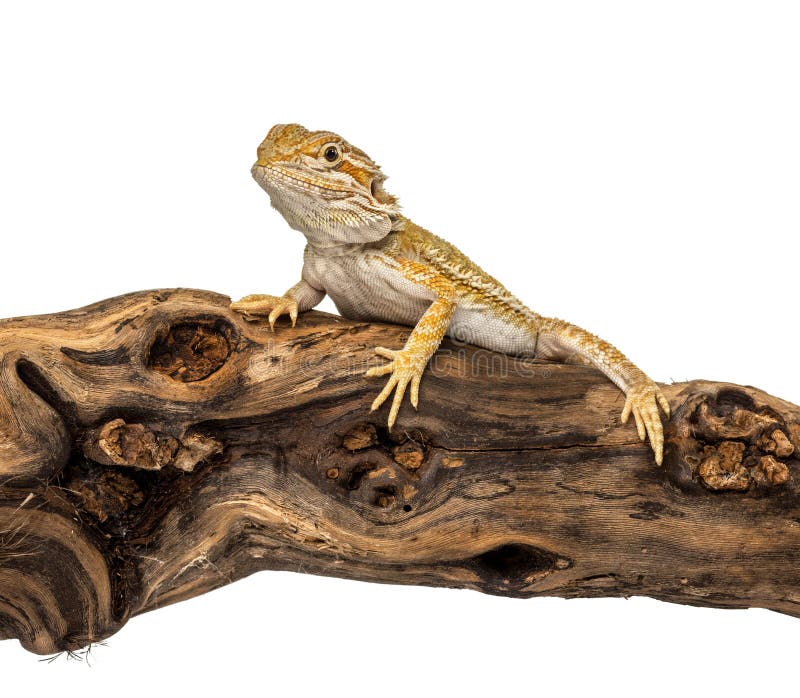 Pogona on a Branch, Isolated Stock Photo - Image of wild, vitticeps ...