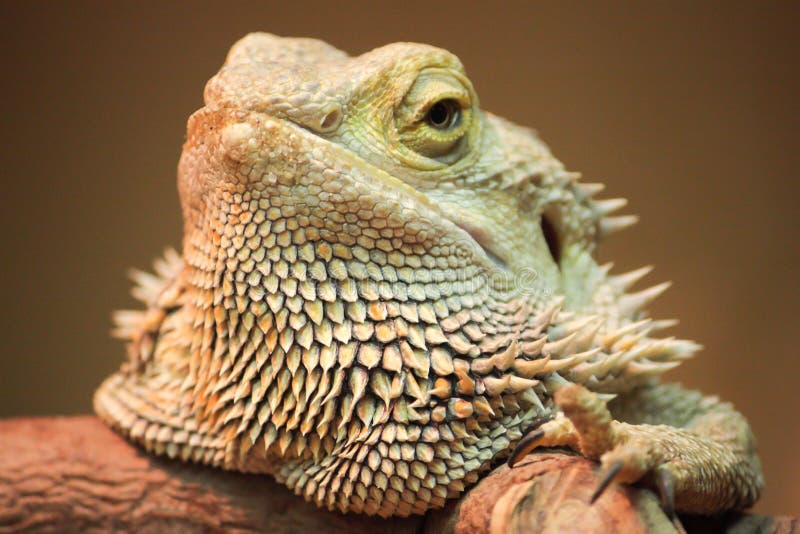 Pogona in a desert. stock photo. Image of pogona, exotic - 116334154