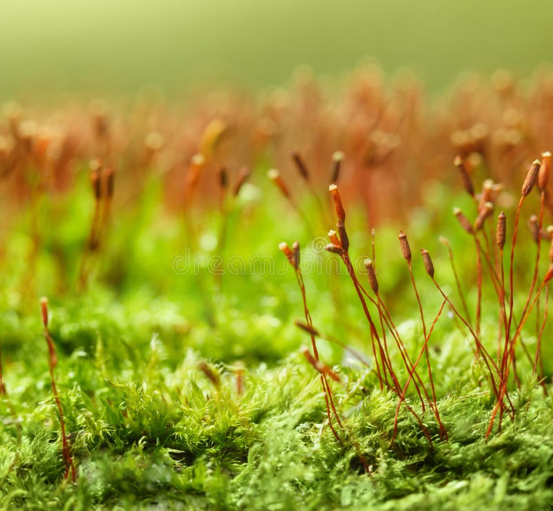 Pohlia nutans moss stock photo. Image of grass, marsh - 220602028