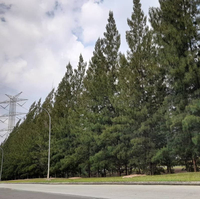 Pohon Cemara Cikarang stock photo. Image of cikarang - 262212008