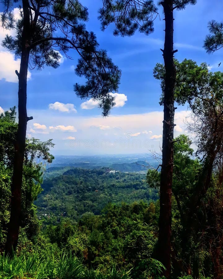 Pohon gunung awan stock image. Image of landscape, vegetation - 277961259