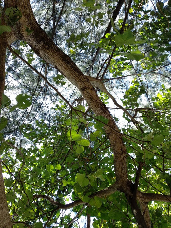 Pohon stock image. Image of wood, tree, forest, daun - 112558579