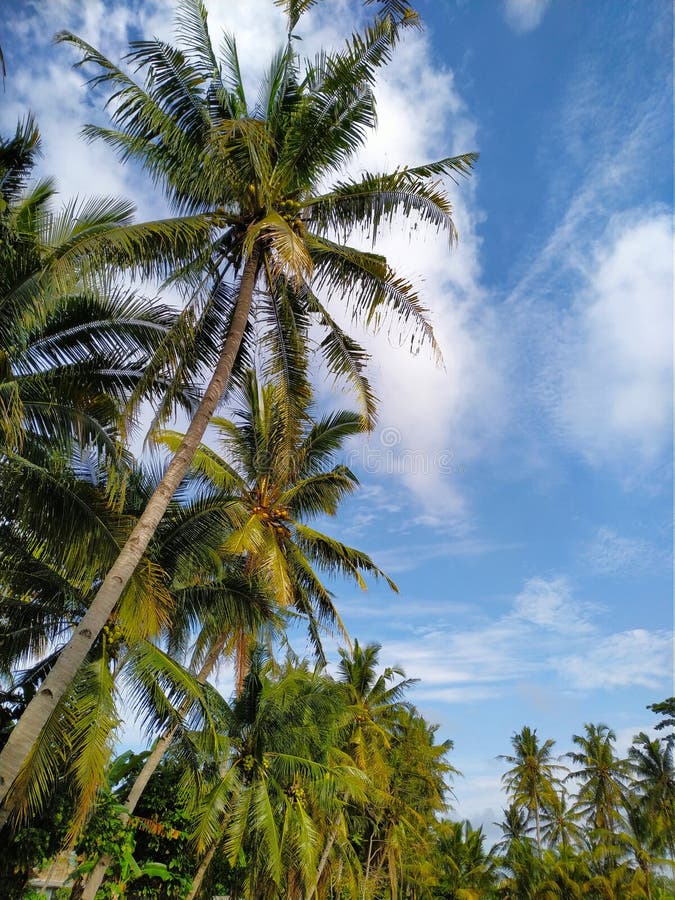 Pohon Kelapa & X28; Coconut Tree& X29; and Cloud Stock Photo - Image of ...