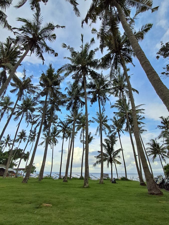 Pohon kelapa stock image. Image of tropics, pohon, forest - 312795333