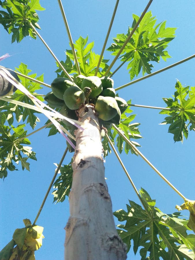 Pohon Pepaya Stock Photos - Free & Royalty-Free Stock Photos from ...