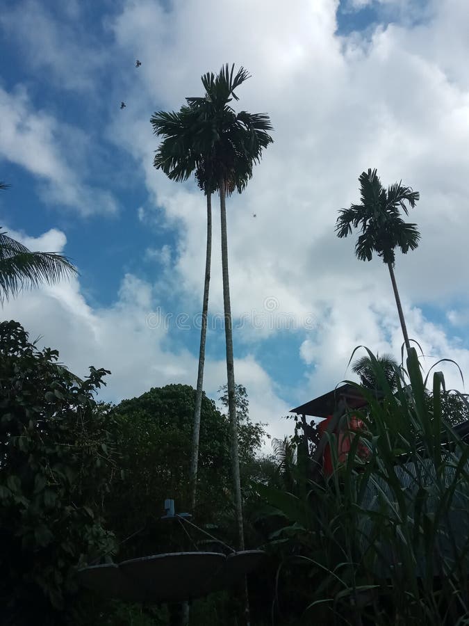 Pohon pinang,pinang tree stock photo. Image of tree - 253311232