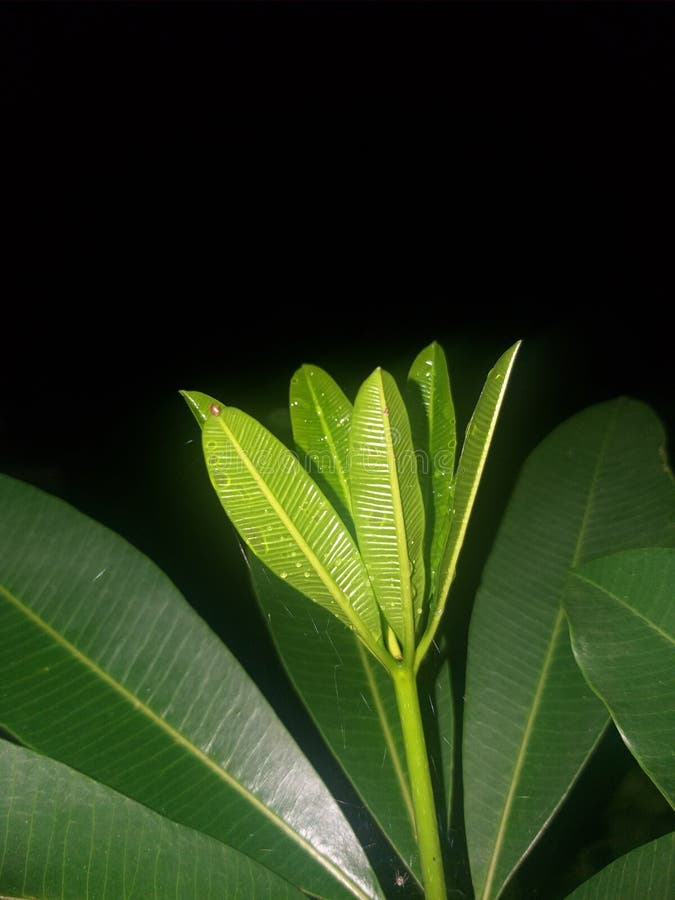 Pohon Pulai Alstonia Scholaris. Foto de Stock - Imagem de flor ...