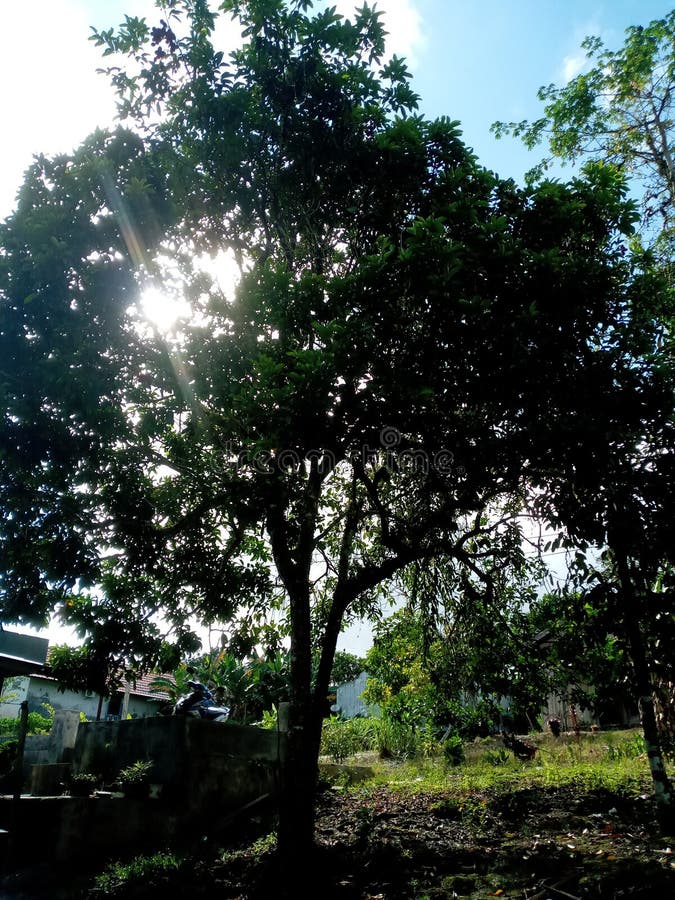 Pohon rambutan stock image. Image of tree, pohon, plant - 253311105