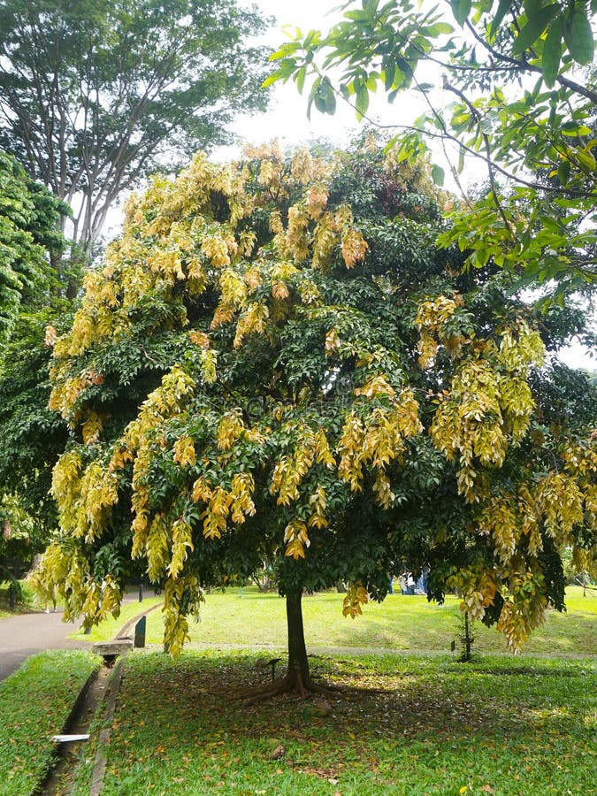 Maniltoa Stock Photos - Free & Royalty-Free Stock Photos from Dreamstime